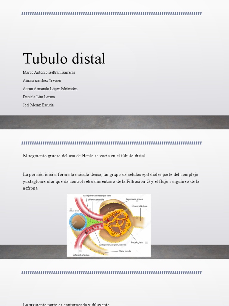 Tubulo Distal | PDF