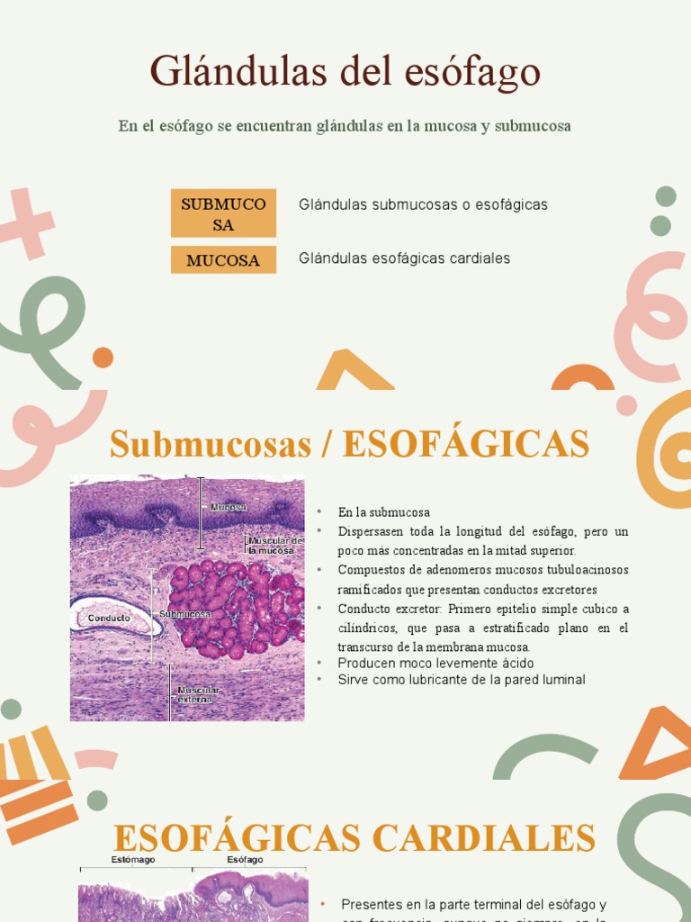 Glándulas Esofágicas y su Función | PDF | Esófago | Estómago