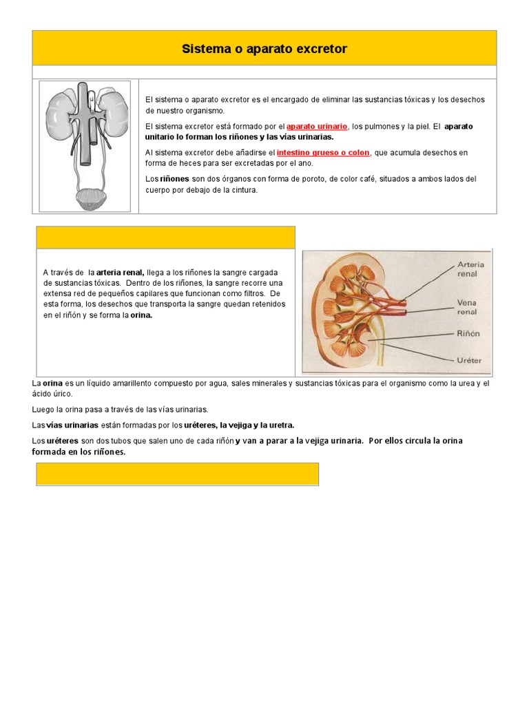 Sistema o Aparato Excretor | PDF | Sistema urinario | Excreción