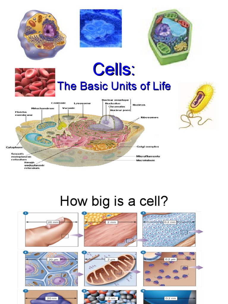 Chapter 4 - Cell | PDF | Cell (Biology) | Endoplasmic Reticulum