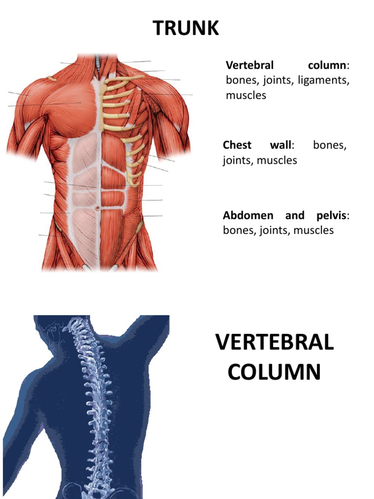 4 - Trunk Part 1 | PDF | Vertebral Column | Vertebra
