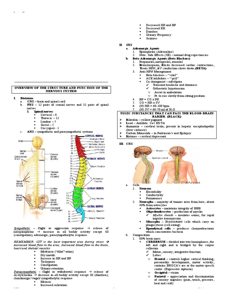 NERVOUS SYSTEM Notes | Download Free PDF | Cataract | Acetylcholine