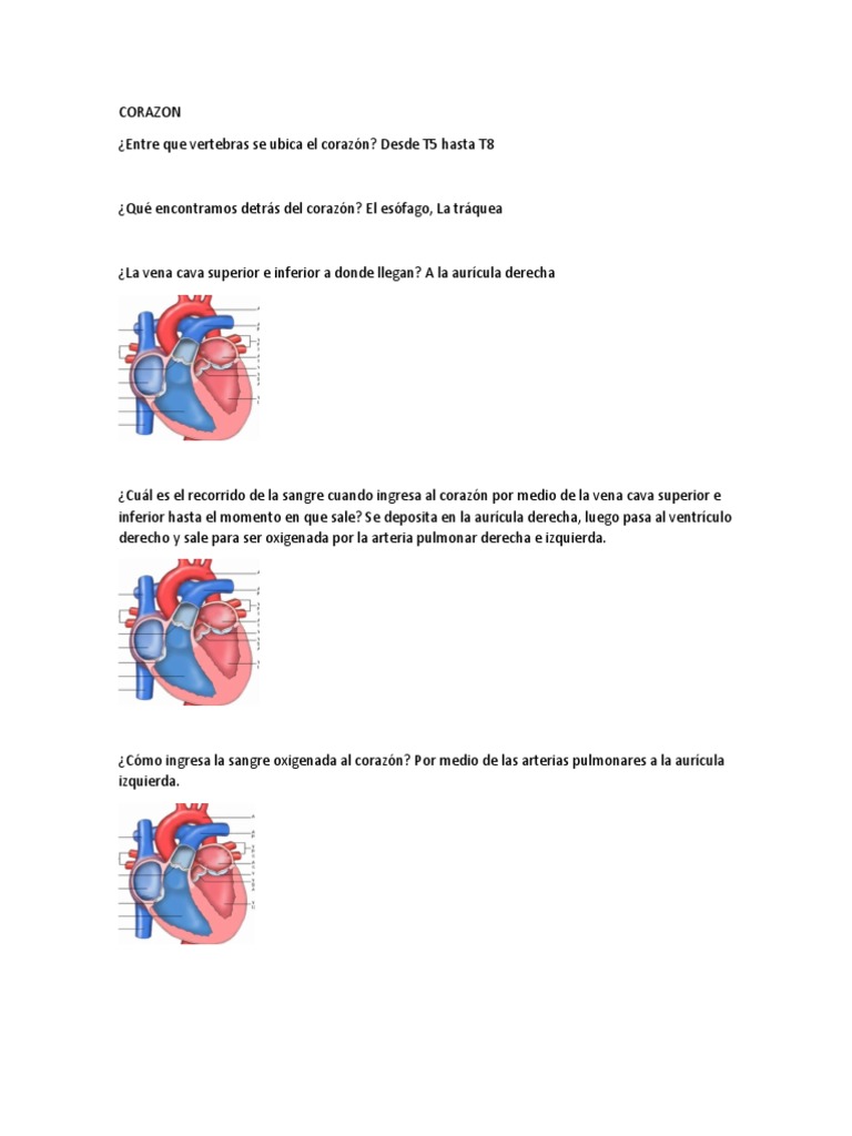 CORAZON | PDF | Ventrículo (corazón) | Atrio (corazón)