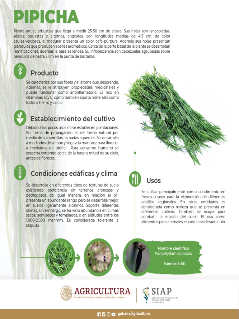 Pipicha | PDF | Hoja | Plantas