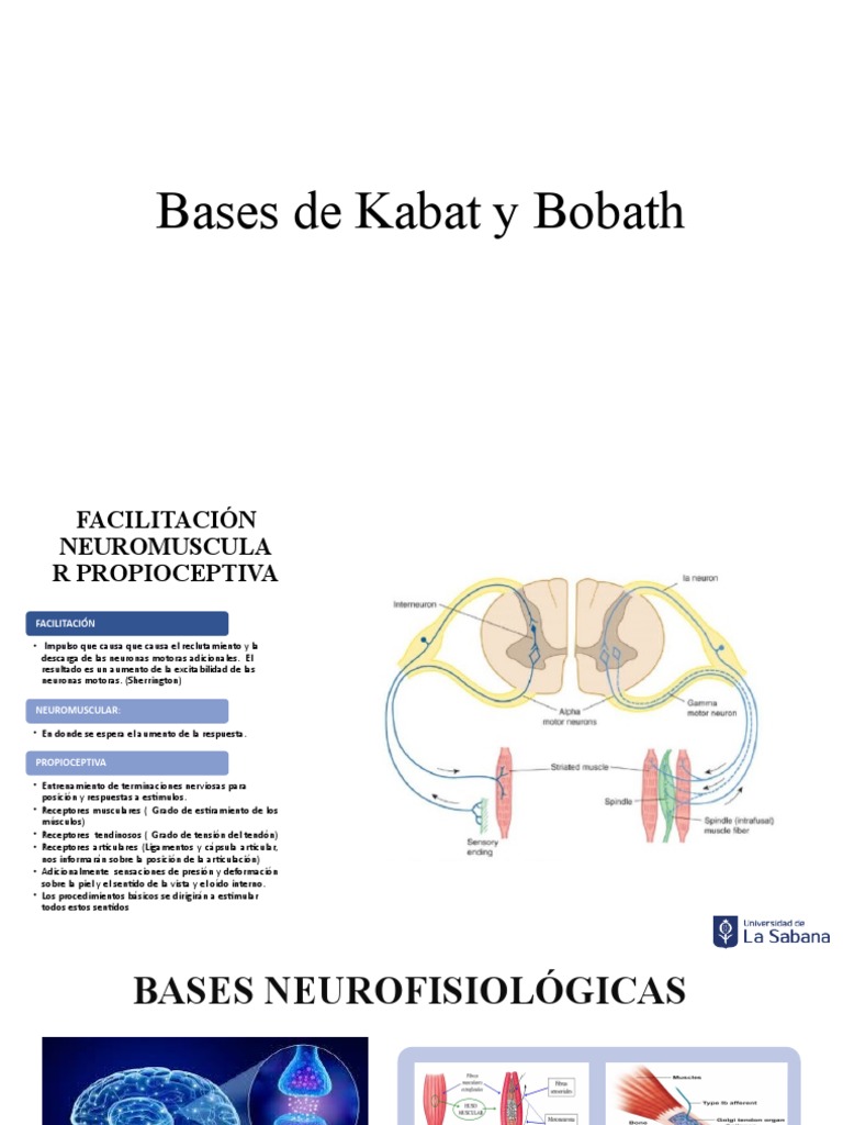 Bases Neurofisiologicas de Kabat y Bobath | PDF | Contracción muscular ...