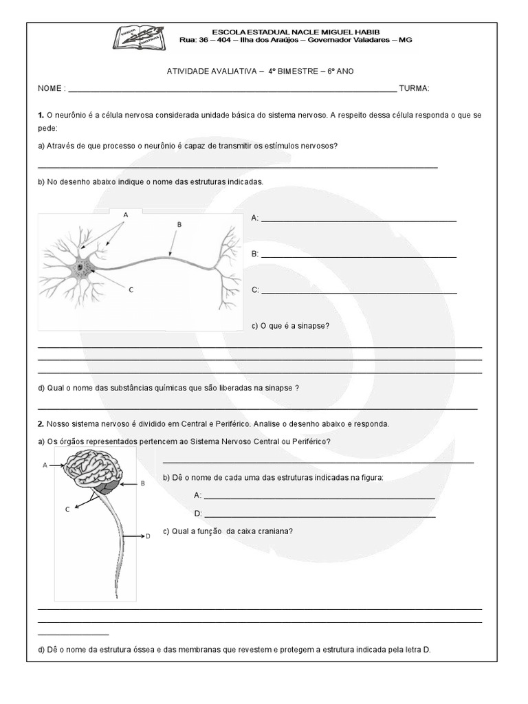 Sistema Nervoso 6o Ano | PDF | Neurônio | Sinapse