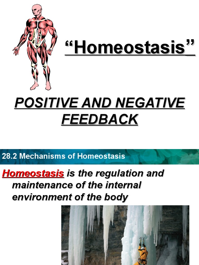 Feedback Mechanism | PDF | Homeostasis | Stimulus (Physiology)
