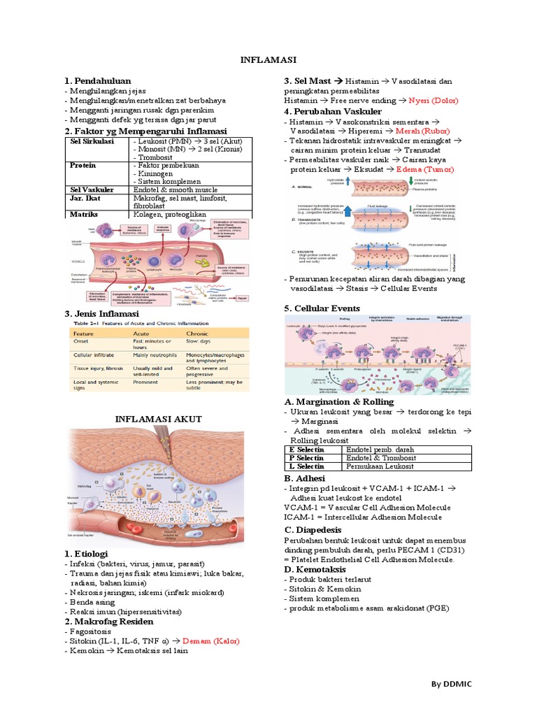 Inflamasi Akut Dan Kronis | PDF