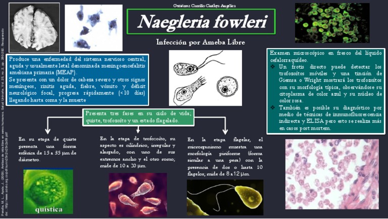 Naegleria Fowleri | PDF | Microbiología | Enfermedades y trastornos