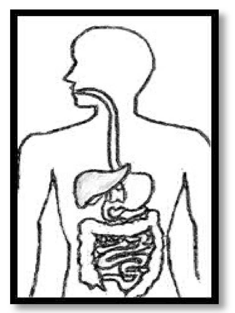 Biological Organization Pyramid Guide | PDF | Organisms | Tissue (Biology)