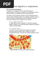 Actividades Resueltas Biología 3º ESO | PDF | Digestión | Pulmón