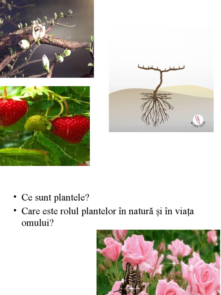 Structura Unei Plante Cu Flori | PDF