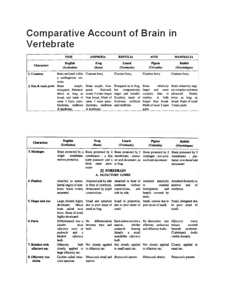 Comparative Account of Brain in Vertebrate | PDF | Cerebrum | Cerebral ...