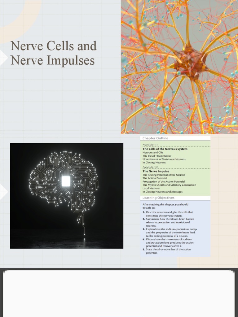 Chapter 1 Nerve Cells and Nerve Impulses 2 | PDF | Action Potential | Axon