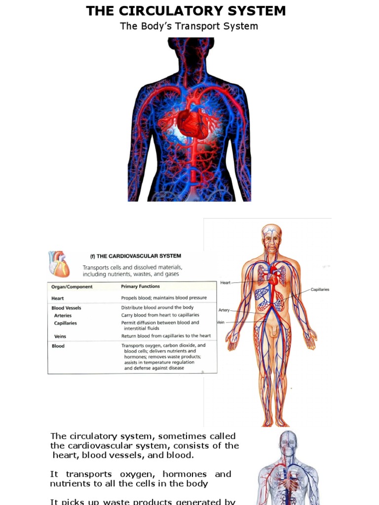 Lesson 5.7 Circulatory - System | PDF | Human Body | Blood Vessel