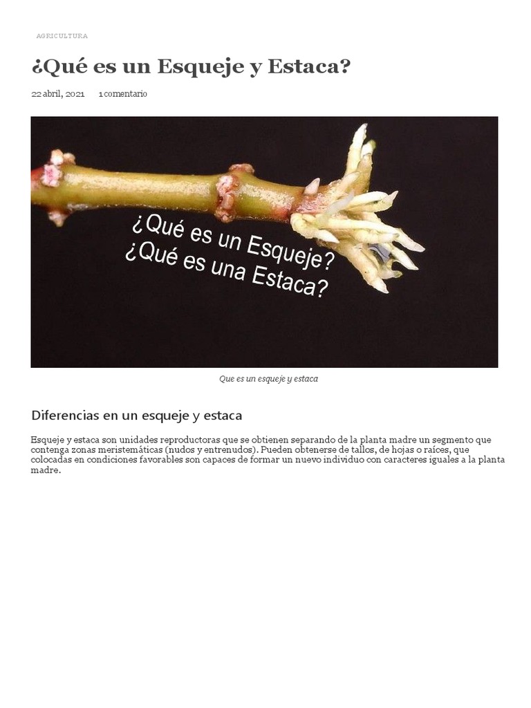 ¿Qué Es Un Esqueje y Estaca - InfoAgronomo | PDF | Tallo de la planta ...