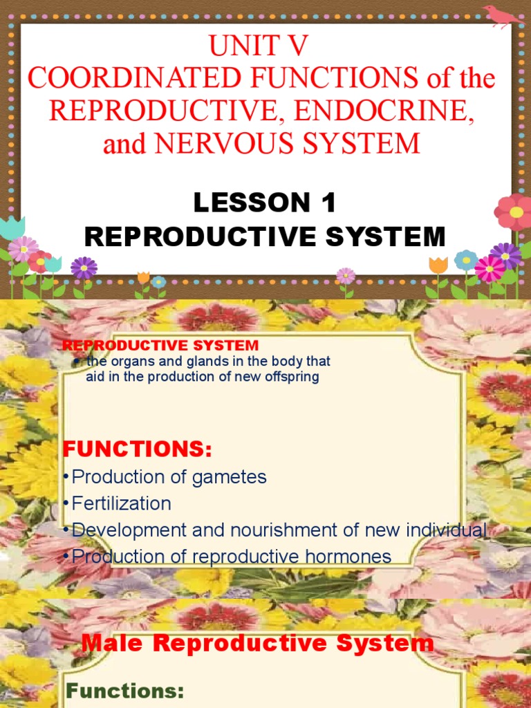 Reproductive System | PDF | Reproductive System | Human Body