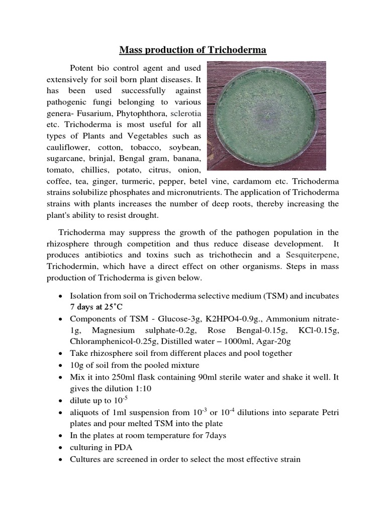 Trichoderma Mass Production Guide | PDF | Soil | Botany