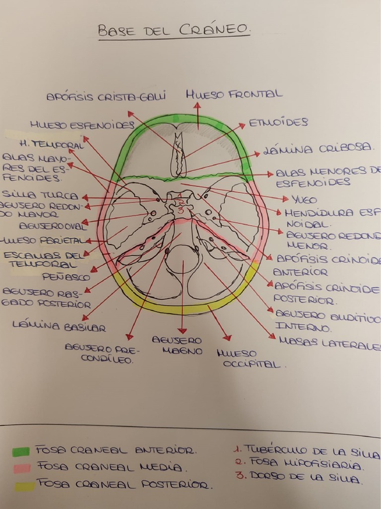 Base Del Cráneo Pdf