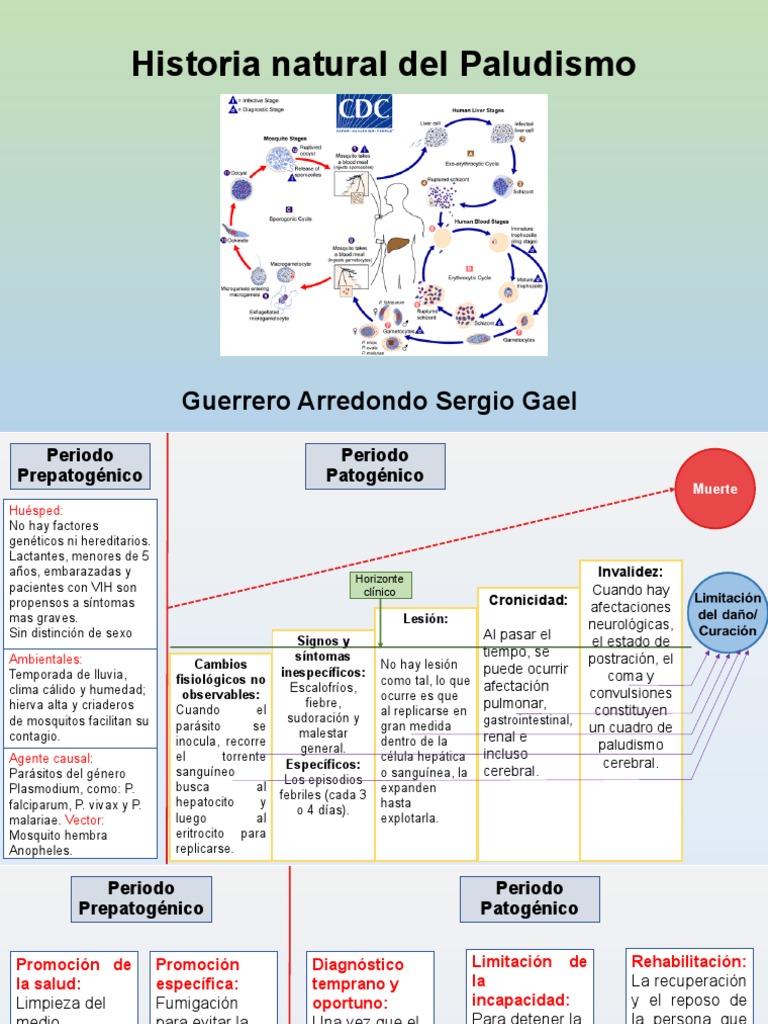 Historia Natural Del Paludismo | PDF | Malaria | Especialidades Medicas