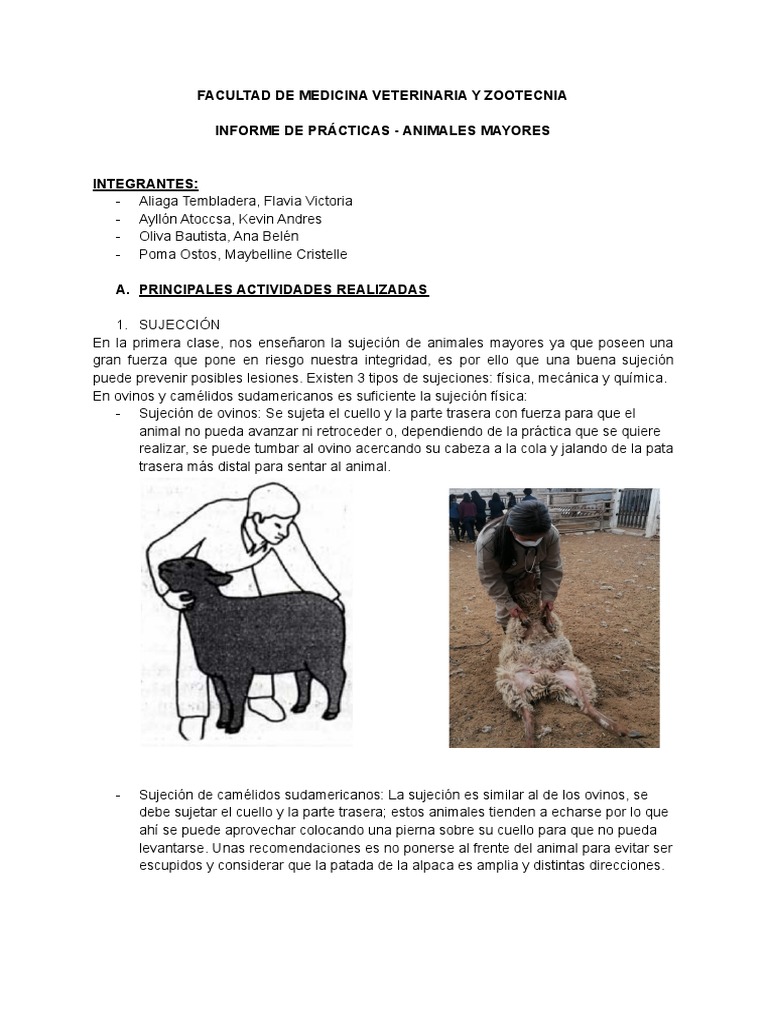 INFORME - Animales Mayores | PDF | Inyección (medicina)