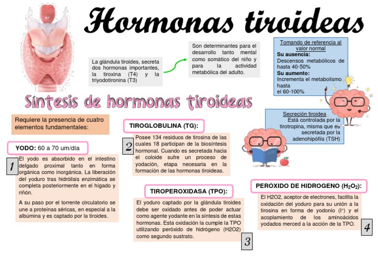 Hormonas Tiroideas | PDF | Hormona estimulante de la tiroides | Tiroides