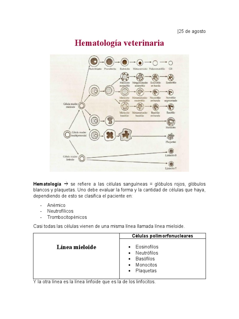 Una guía completa sobre hematología veterinaria: líneas celulares ...
