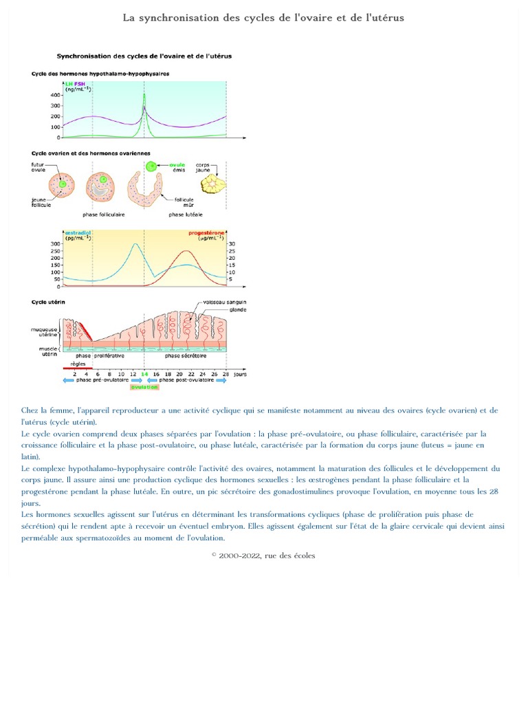 Synchronisation des cycles ovarien et utérin | PDF | Bien-être
