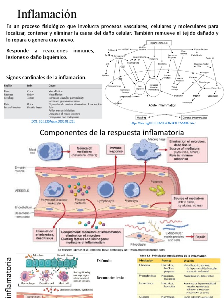 Proceso y Signos de Inflamación | PDF | Inflamación | Medicina