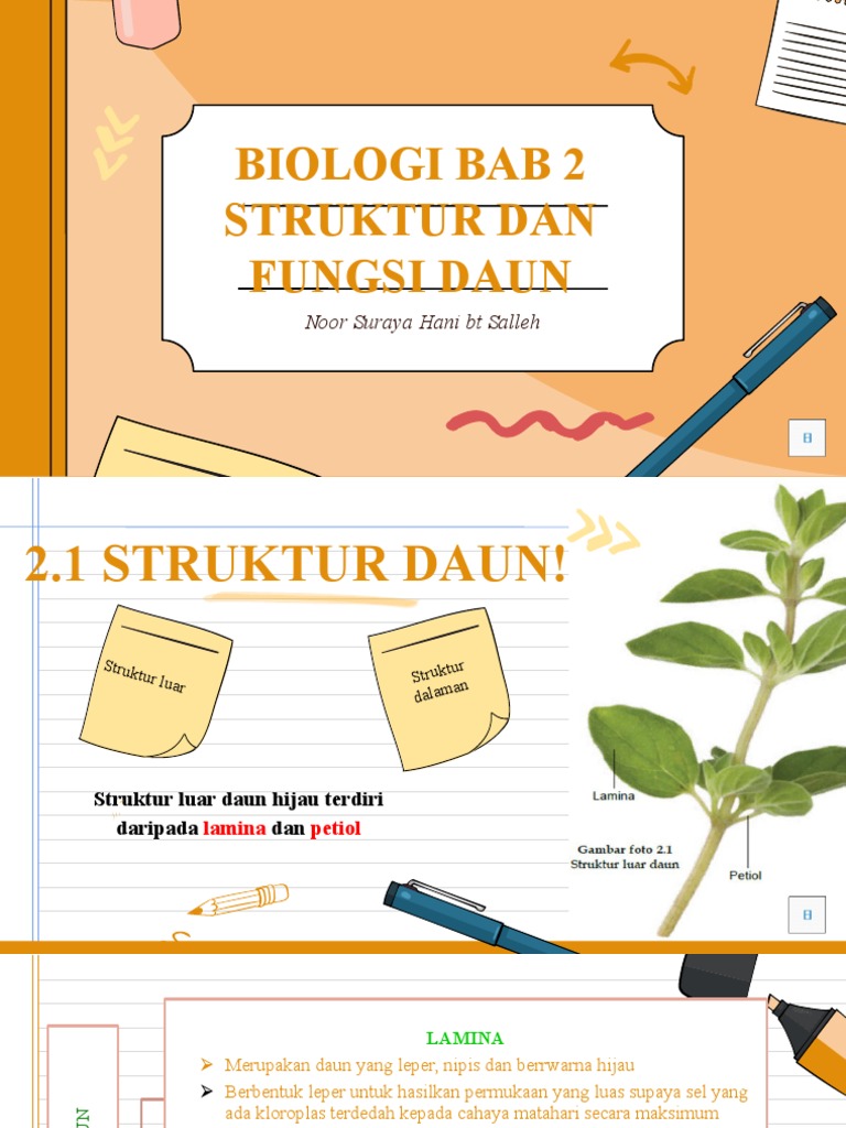 BIO F5 BAB 2.1 Struktur Daun | PDF