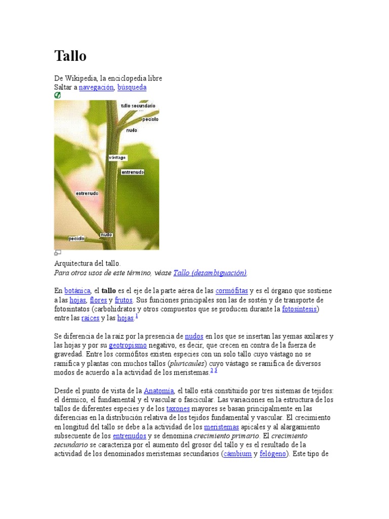 Estructura y funciones del tallo vegetal | PDF | Tallo de la planta | Hoja