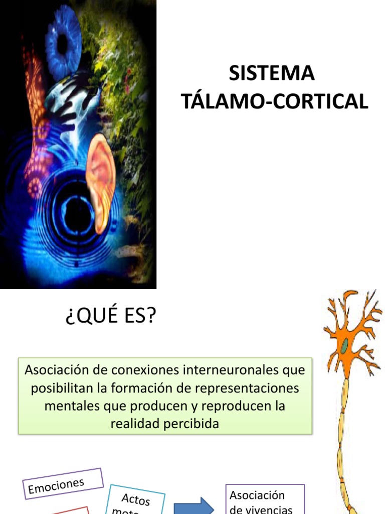 Sistema Tálamo Cortical | PDF | Corteza cerebral | Cerebro