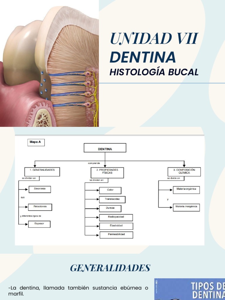 Histologia Bucal - Dentina | PDF | Dentina | La matriz extracelular Histologia Bucal - Dentina | PDF | Dentina | La matriz extracelular