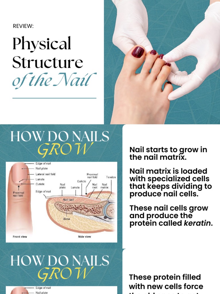 Structure of Nails | PDF