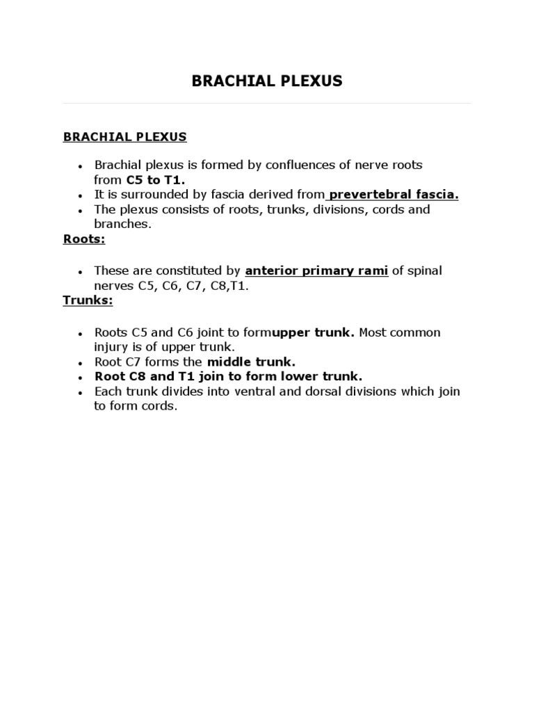 Anatomy Brachial Plexus | PDF | Musculoskeletal System | Neuroanatomy