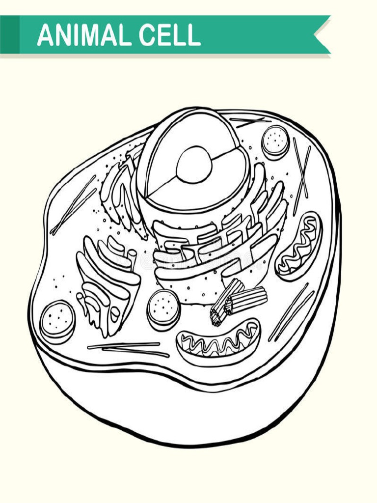 Eucariote Cell | PDF