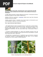 Simon Papp Sipos Gyumolcsfak Metszese | PDF