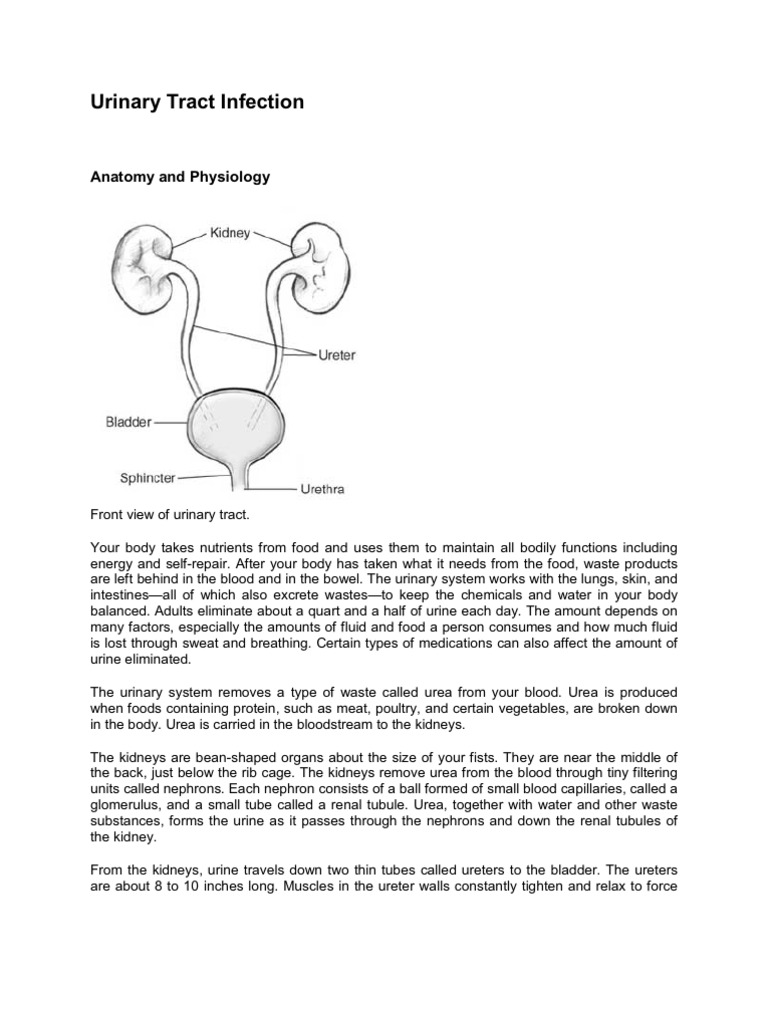 Anatomy and Physiology of UTI | PDF | Stomach | Small Intestine