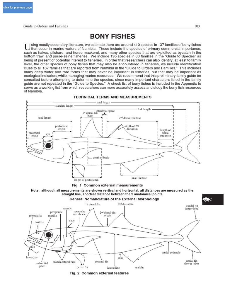 Bony Fishes of Namibia: Species Guide | PDF | Anatomical Terms Of ...