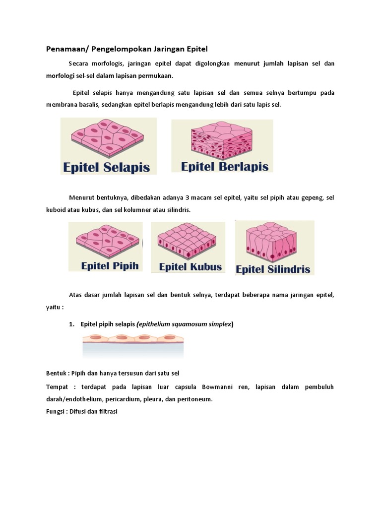 Jaringan Epitel Dhea | PDF
