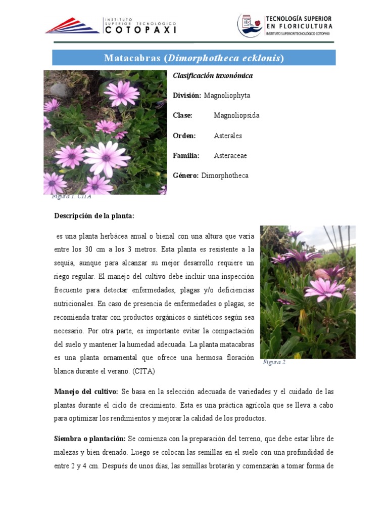 Collay Blanca - Album | PDF | Fertilizante | Riego