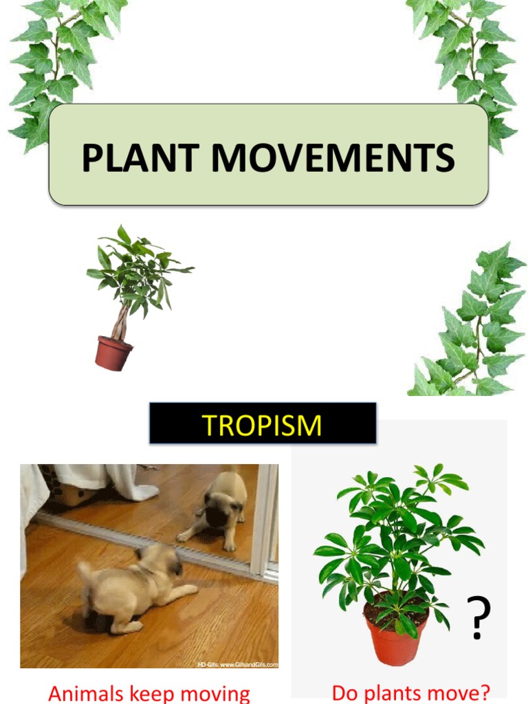 Plants Movement | PDF | Social Science | Self-Improvement