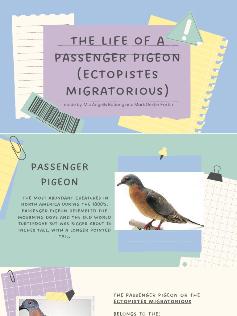 The Life of A Passenger Pigeon | PDF