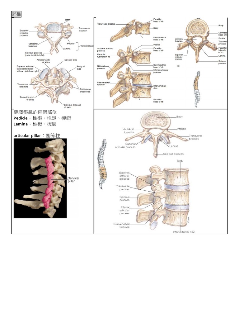 Spine Note | PDF