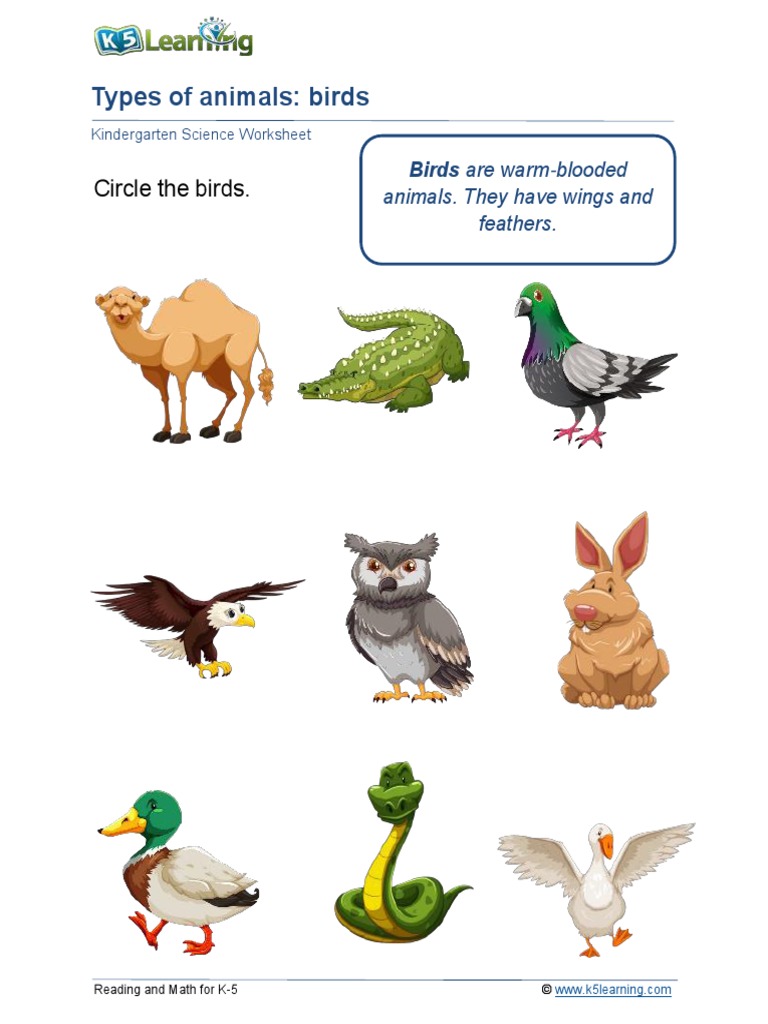 Animal Classification B | PDF