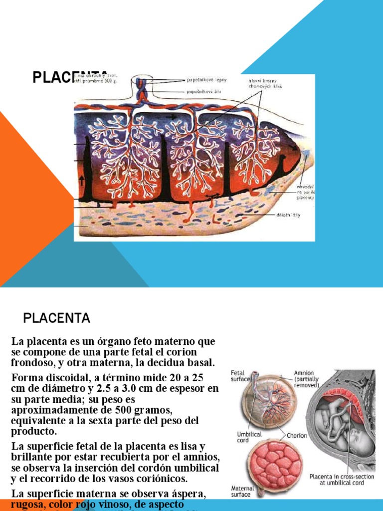 Placenta | PDF | Placenta | Especialidades Medicas