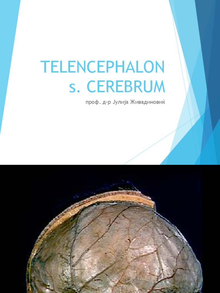 Telencephalon | PDF