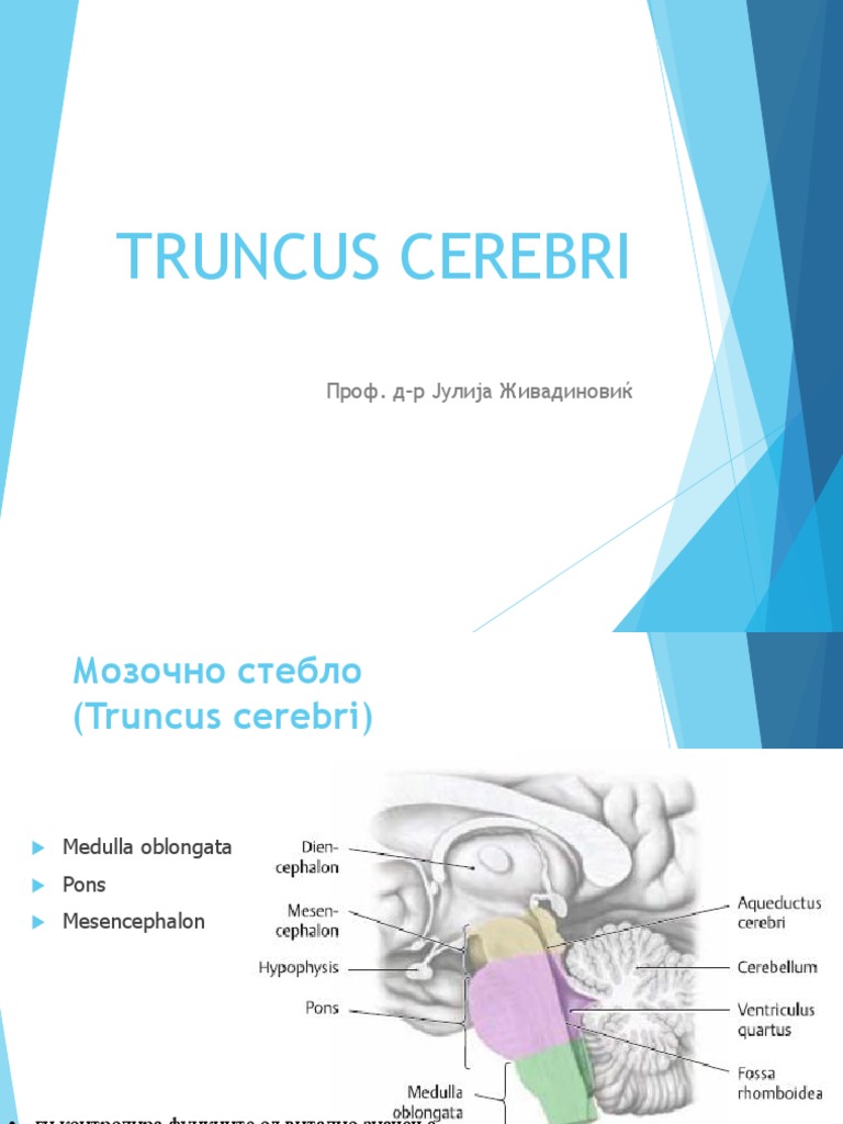 34 - 35 Truncus Cerebri, Medulla Oblongata | PDF