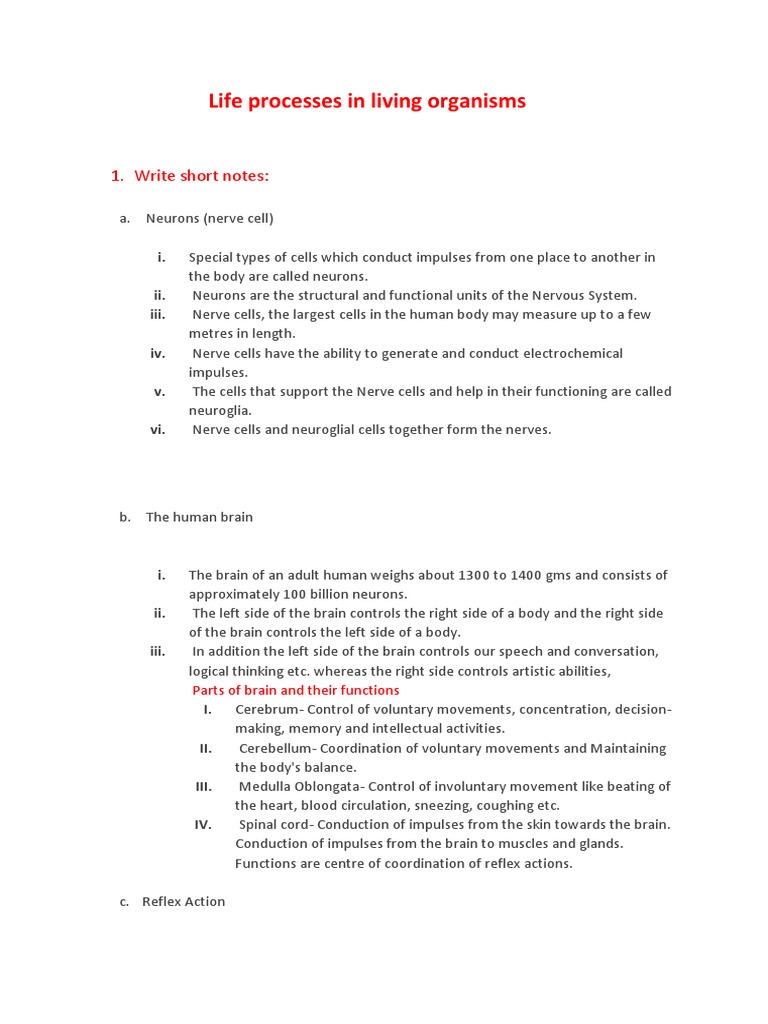 Life Processes in Living Organisms | Download Free PDF | Brain | Stoma
