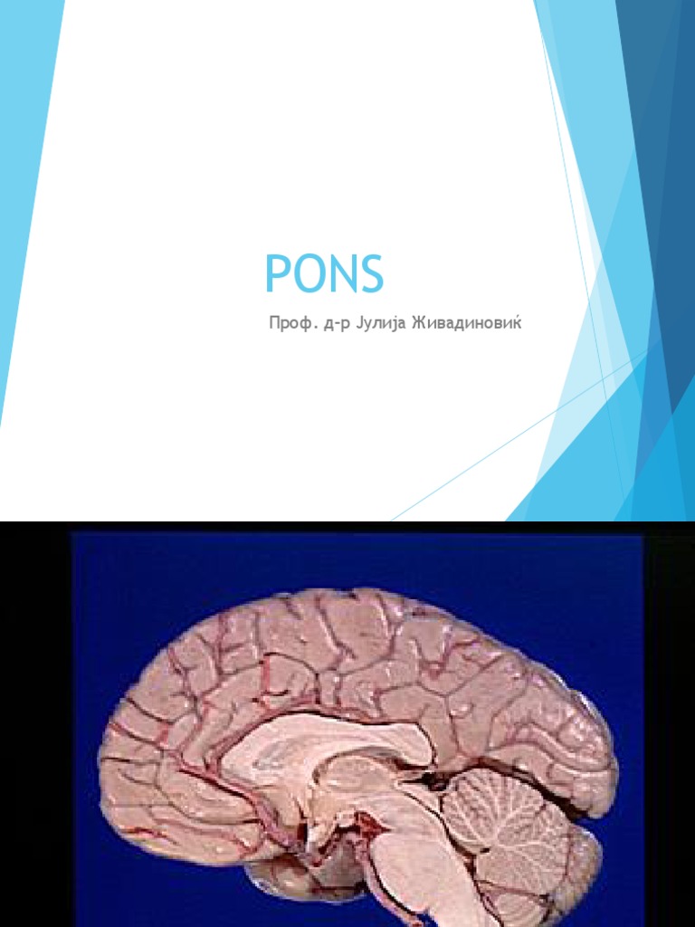 Pons | PDF